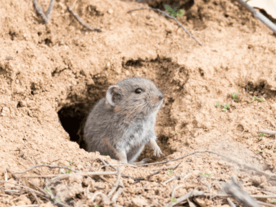 What Are Voles And Why They Wreck Lawns ~ Get A Health Lawn ~ LawnSavers