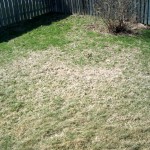 White grubs and your lawn - Destroy or be destroyed! - LawnSavers