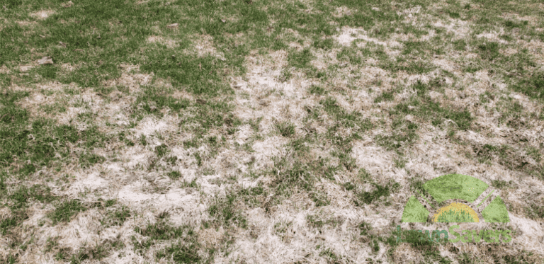 Snow Mould Control & Prevention In Your Spring Yard | Ontario Lawn Care ...