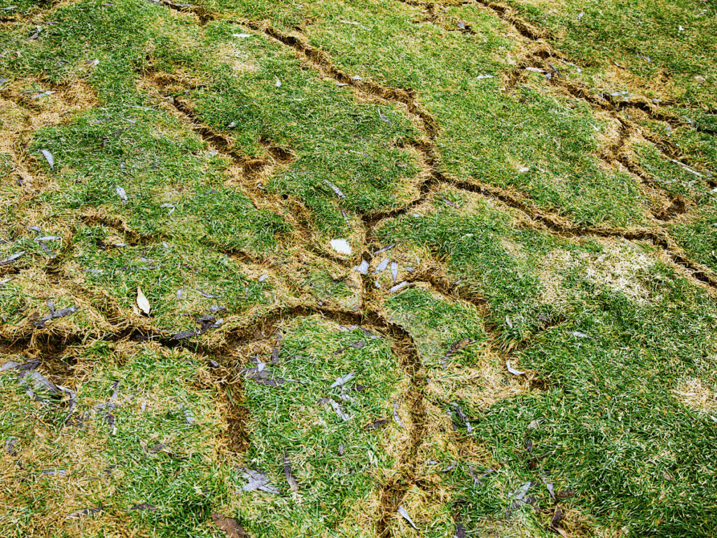 What Are Voles And Why They Wreck Lawns ~ Get A Health Lawn ~ LawnSavers