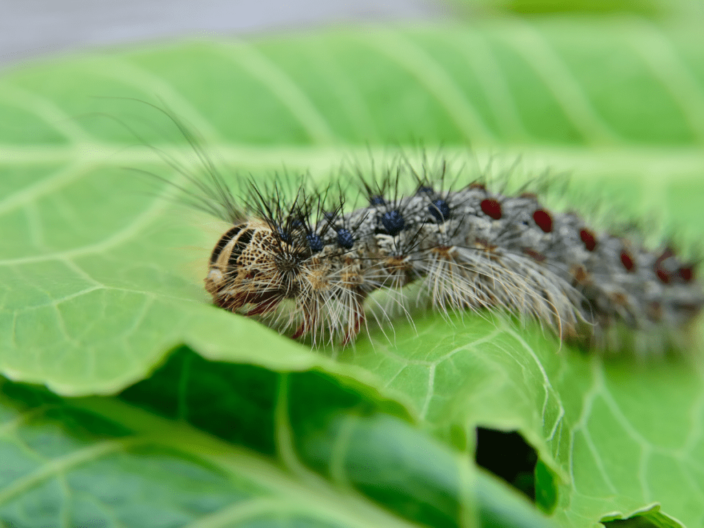 Dealing With Gypsy Moths in Greater Toronto Area | Gypsy Moth Control ...