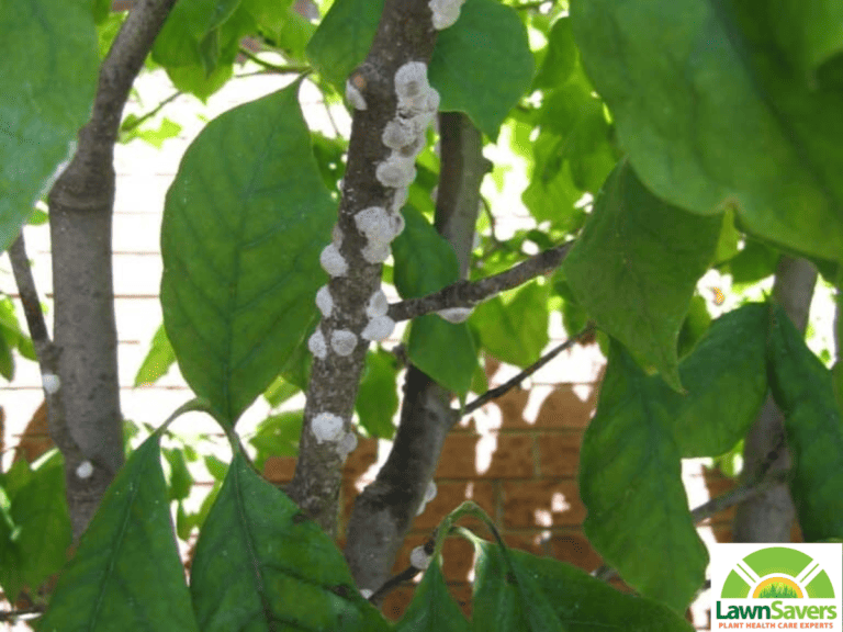 Dealing With Magnolia Tree Scale Near You | Magnolia Tree Bugs | LawnSavers