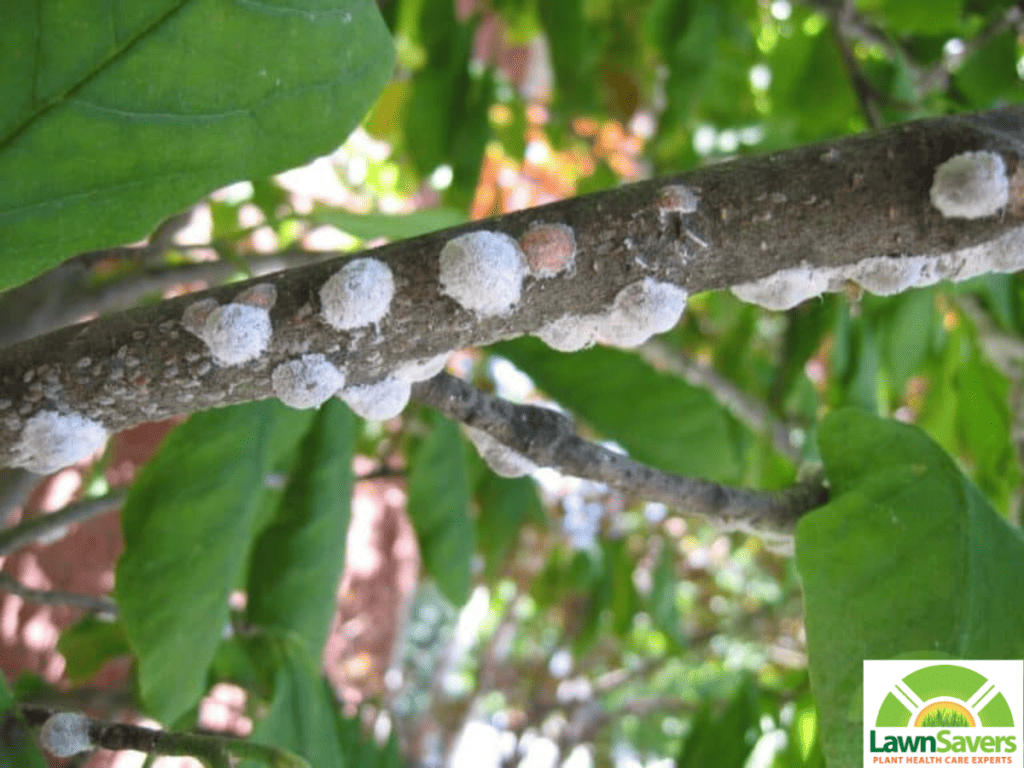 Dealing With Magnolia Tree Scale Near You | Magnolia Tree Bugs | LawnSavers
