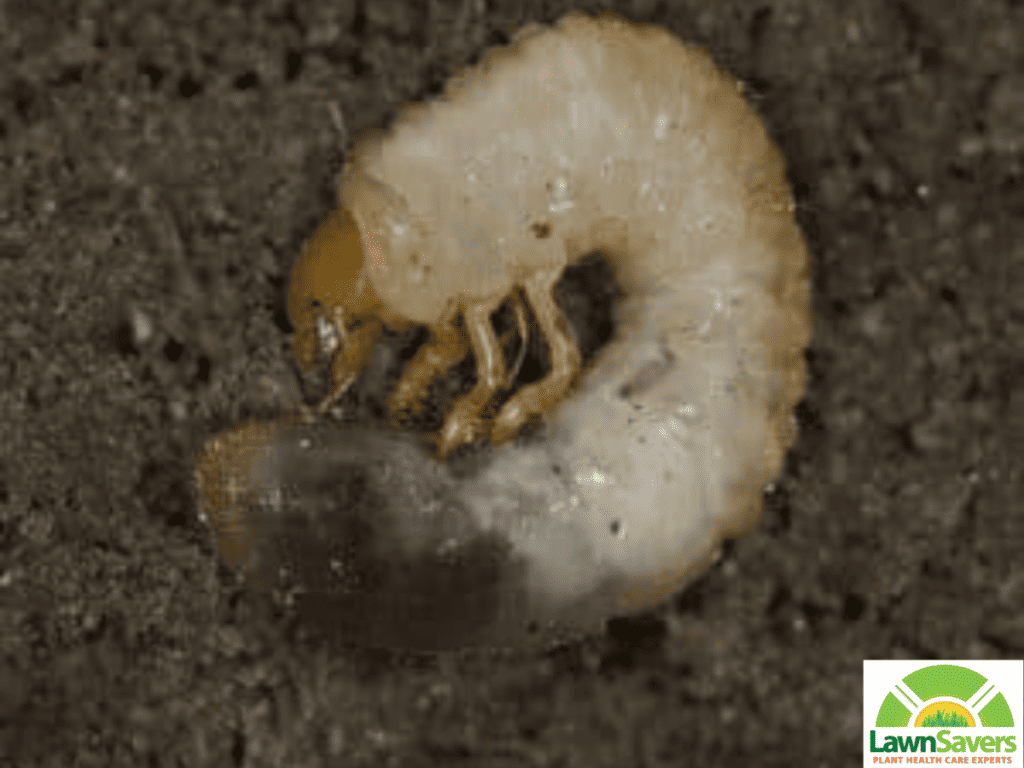 White Grubs in Your Lawn? How to Repair Lawn Damage From Grubs | LawnSavers