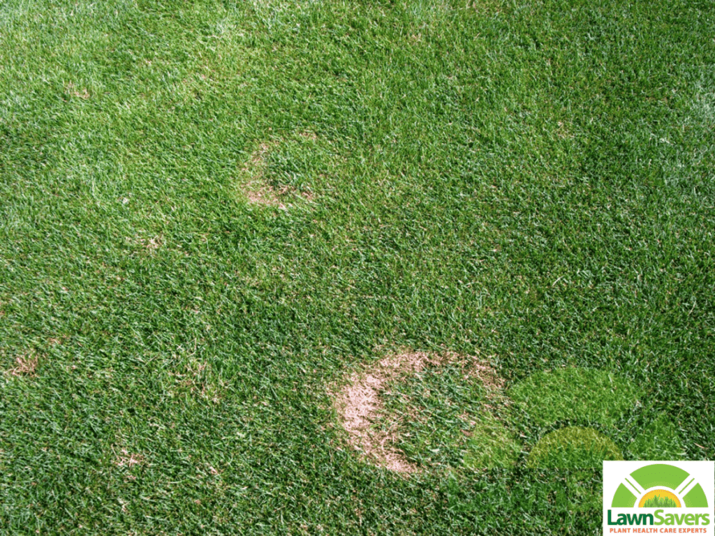 Dead Rings, Brown Circles in your Lawn? Necrotic Ring Spot LawnSavers ...