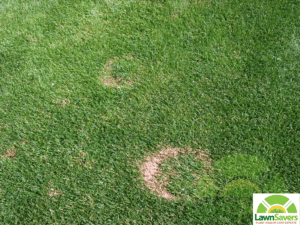Dead Rings, Brown Circles in your Lawn? Necrotic Ring Spot LawnSavers ...