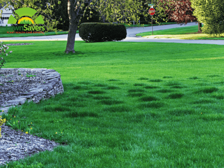 Lumpy-Bumpy Lawn - Causes and Fixes (How to Repair a Bumpy Lawn ...