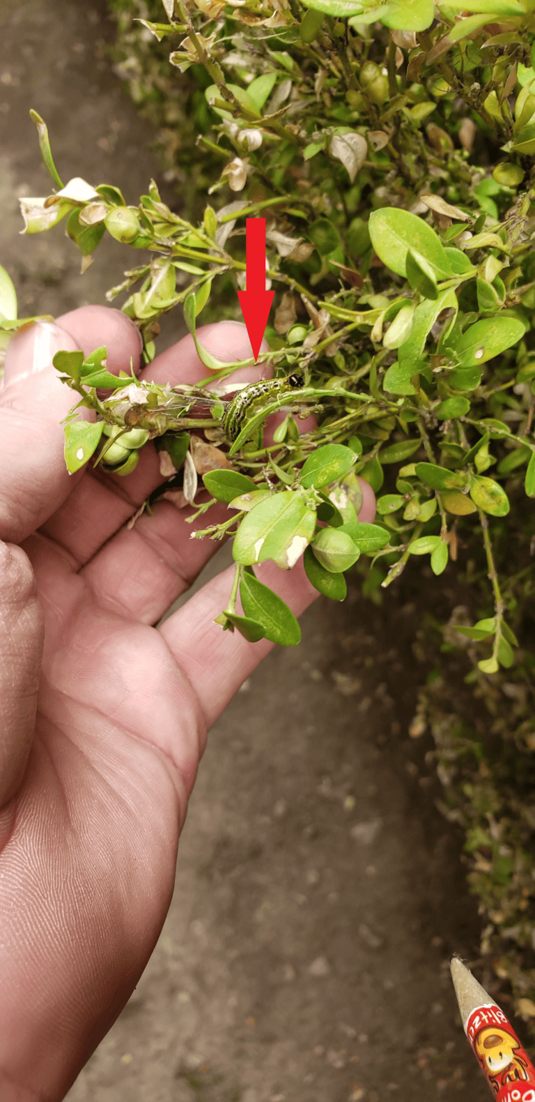 Boxwood Tree Moth Help - LawnSavers Plant Health Experts