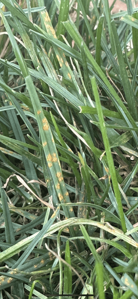 Is your lawn a little 'Rusty'? Lawn Rust Disease - LawnSavers Weed Control