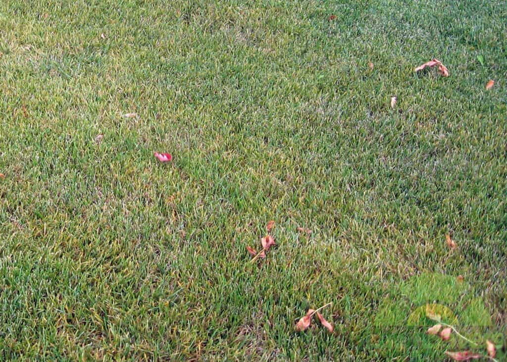 Is your lawn a little 'Rusty'? Lawn Rust Disease - LawnSavers Weed Control