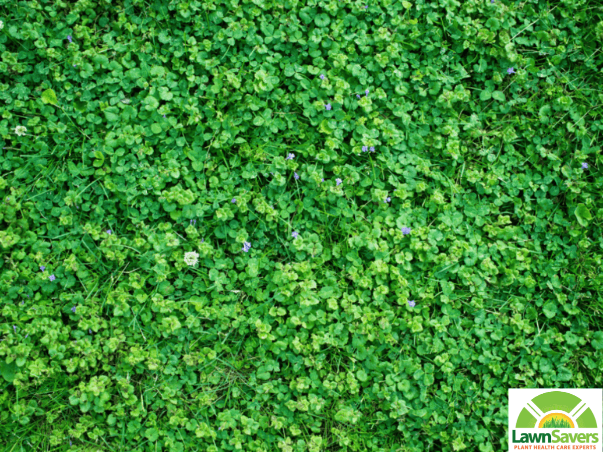 How To Get Rid Of Creeping Charlie - BEST Ground Ivy Control - LawnSavers