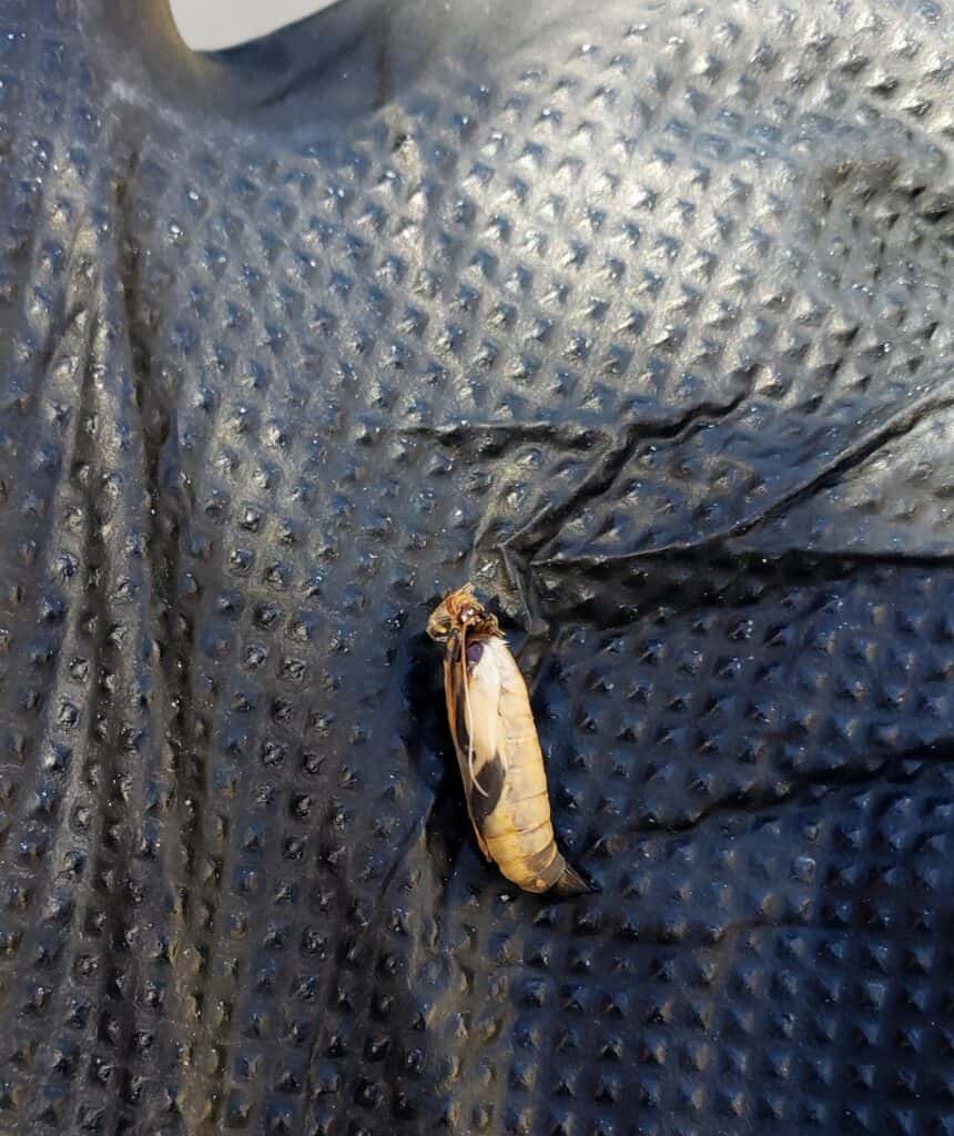 BEST Boxwood Tree Moth Treatment Near You - Get Boxwood Catepillars ...