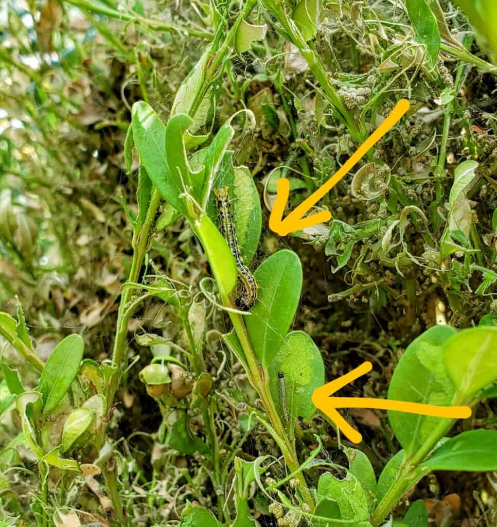 BEST Boxwood Tree Moth Treatment Near You - Get Boxwood Catepillars ...